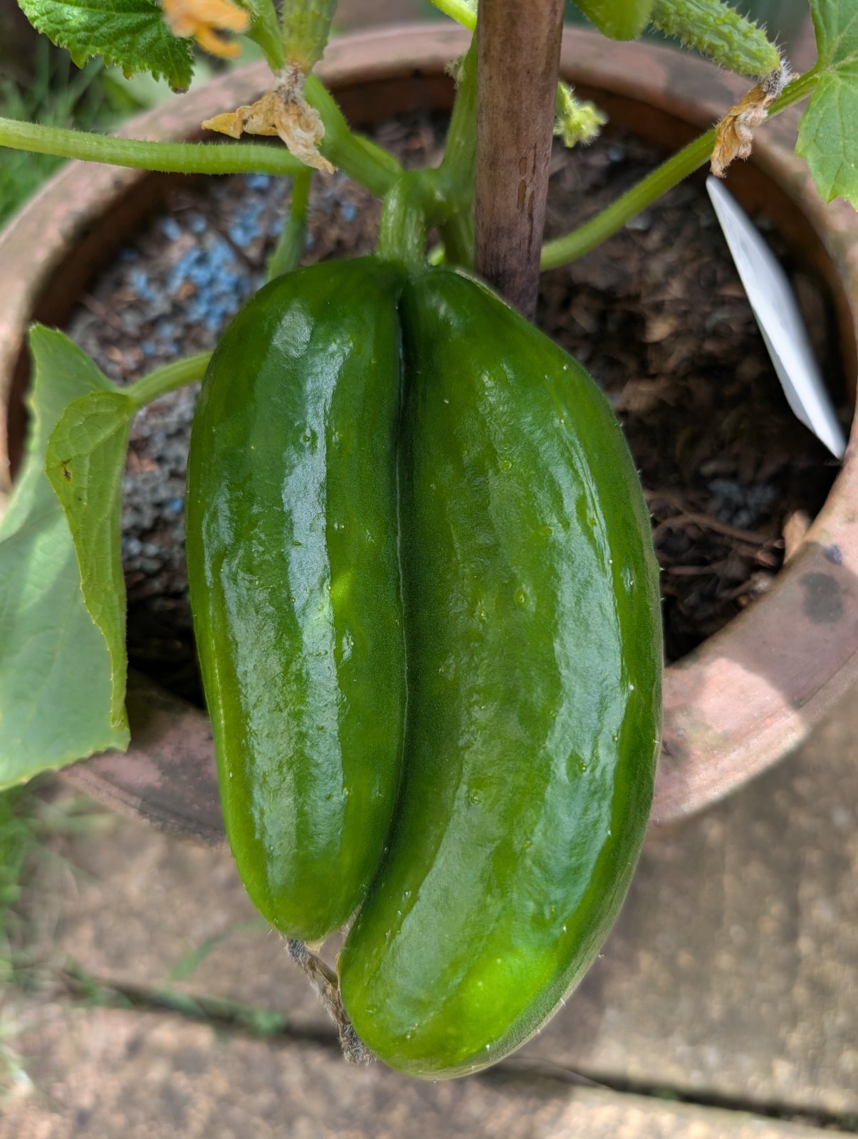 Funny Pics & Vids - July - Cardiff City Forum